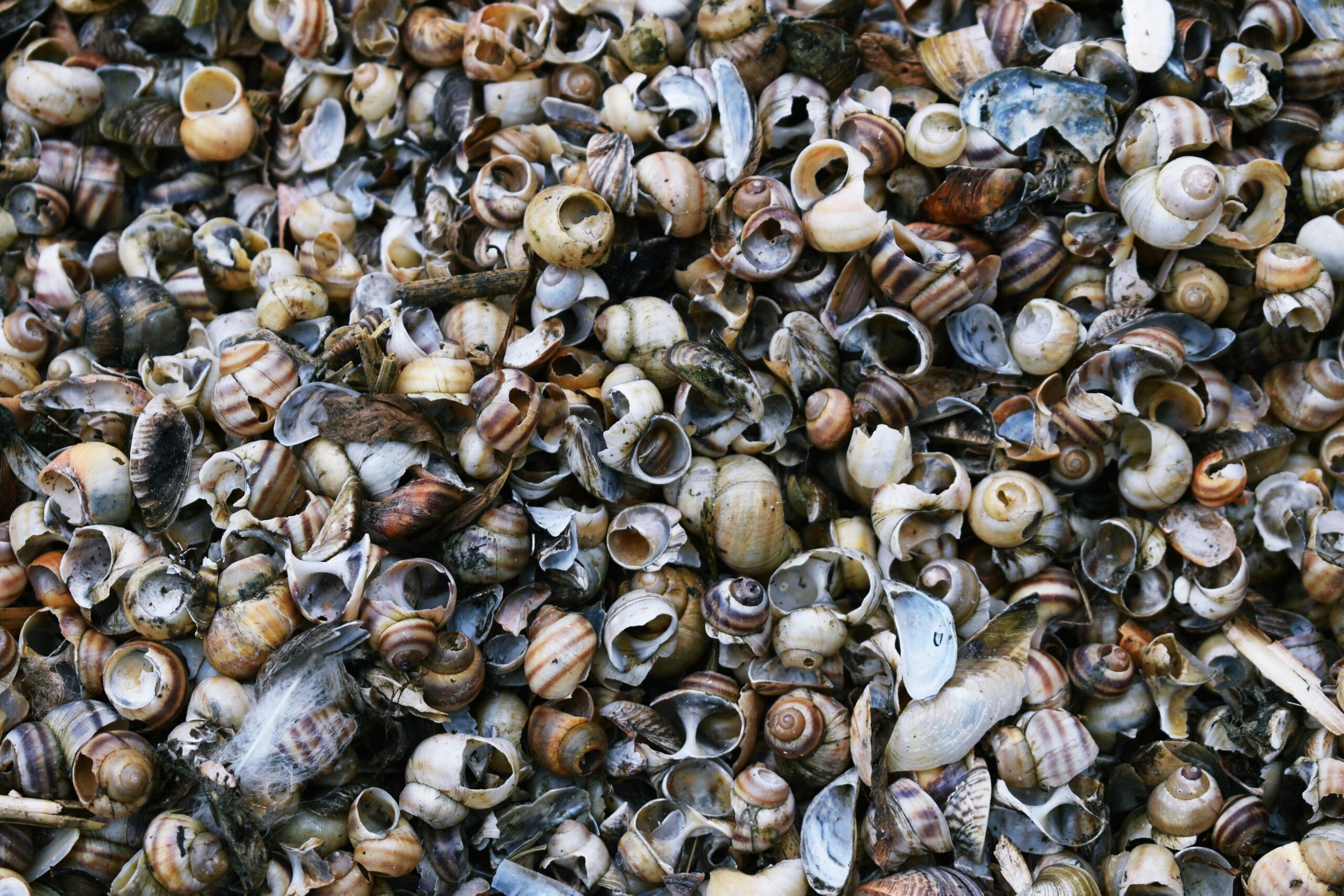 Découvrez les secrets de la vente privée Undiz